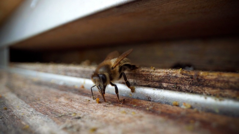 Bee, Insect, Wings, Thorax by Hampus Widell – Stock Footage | Artlist