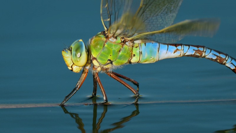 Dragonfly, Emperor Dragonfly, Insect, Wings by Lukas Pich – Stock ...