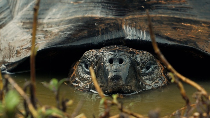 Ectotherm, Turtles, Reptile, Natural Habitat by Roadlifers – Stock ...