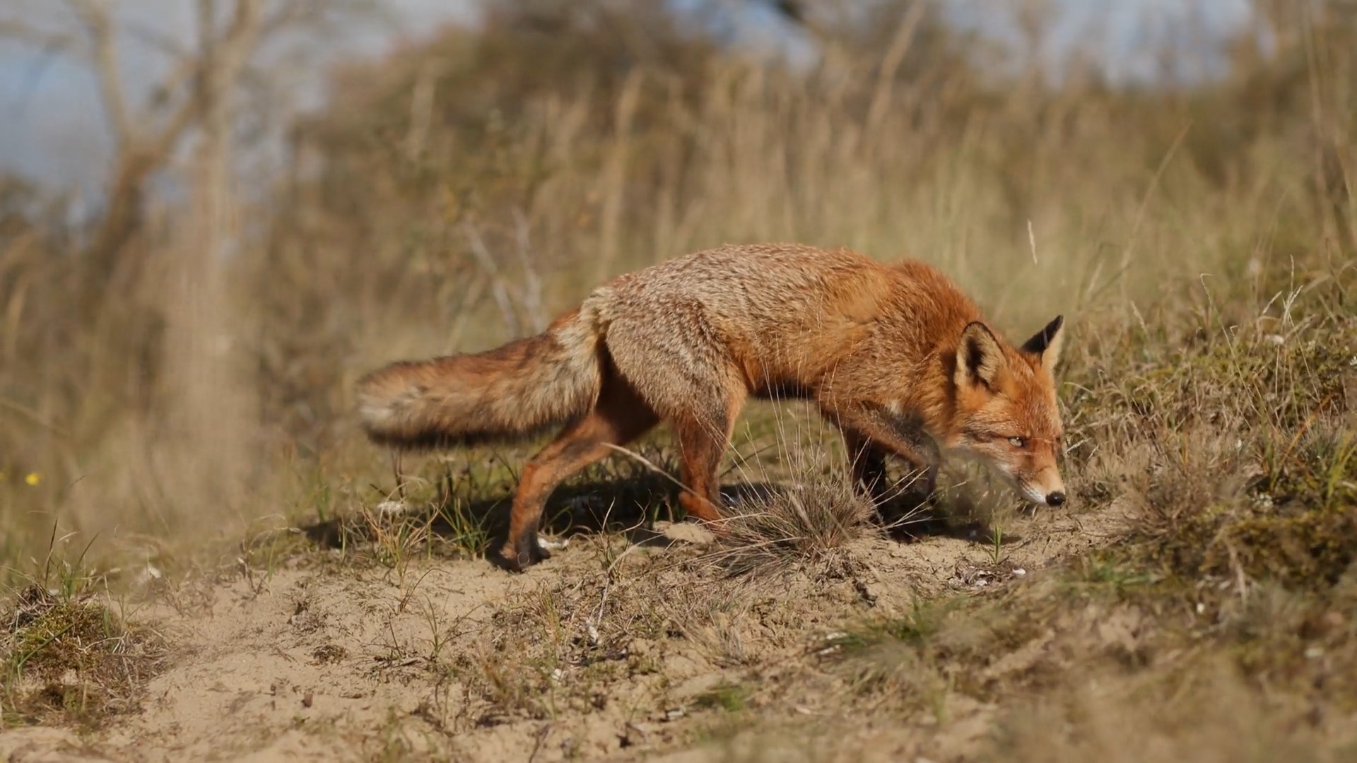 Discover curious-young-fox, a story-driven footage | Artlist