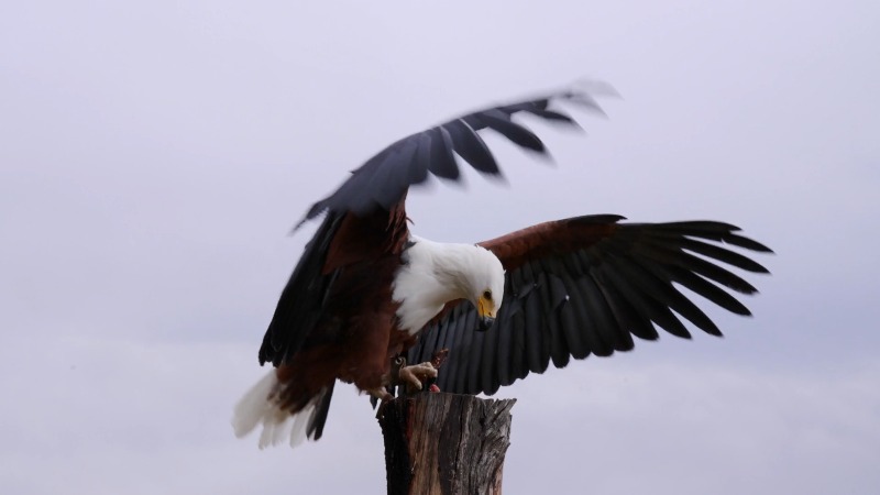 Predator, African Fish Eagle, Eagle, Bird Of Prey by Anton Herrington ...