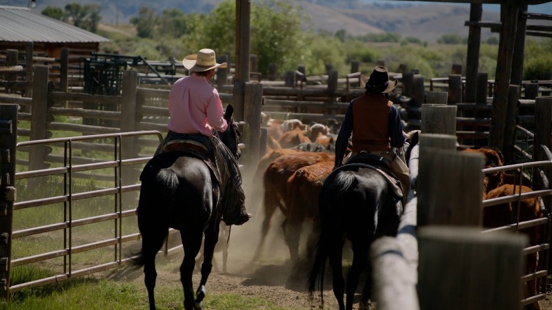 Cattle, Cows, Cowboys, Men by Tanner Fowler – Stock Footage | Artlist