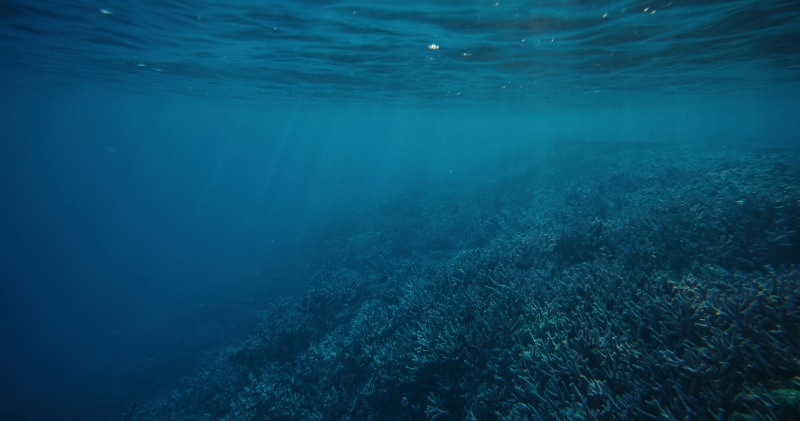 Tuvalu, Underwater, Corals, Reef by Spencer Frost – Stock Footage | Artlist
