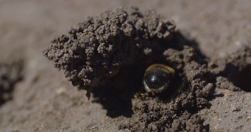 Insect, Underground Hive, Hive, Bees by Day's Edge Productions – Stock ...