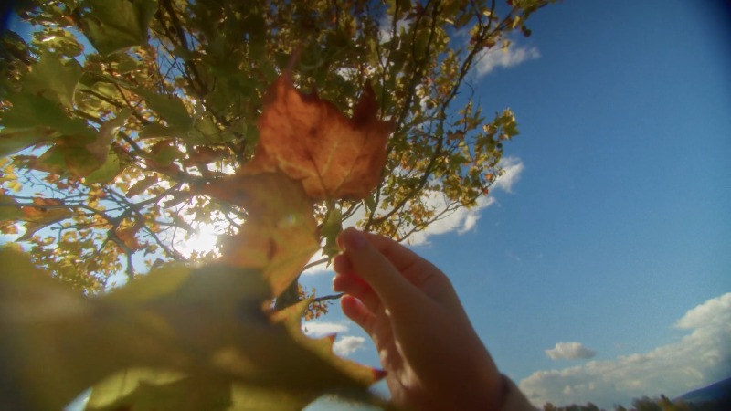 Woman, Outdoors, Forest, Meadow by zed – Stock Footage | Artlist