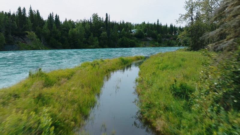 Alaska, River, Forest, Bird by Zac Zlatic – Stock Footage | Artlist