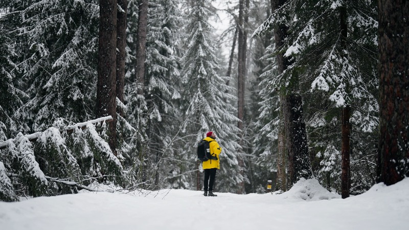 Russia, Hiker, Looking Around, Forest by SergGrbanoff – Stock Footage ...