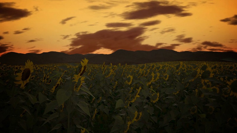 Sunflowers, Timelapse, Cgi, Field by Nicolas Merono – Stock Footage ...