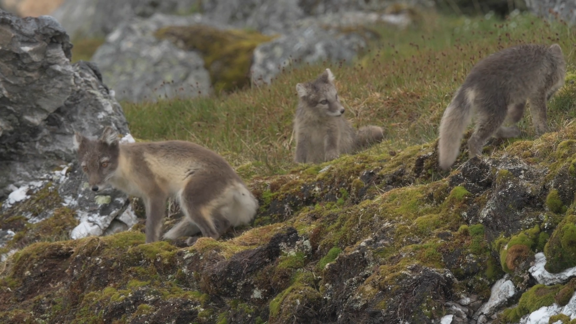 Discover gray-arctic-fox-cubs, a story-driven footage | Artlist