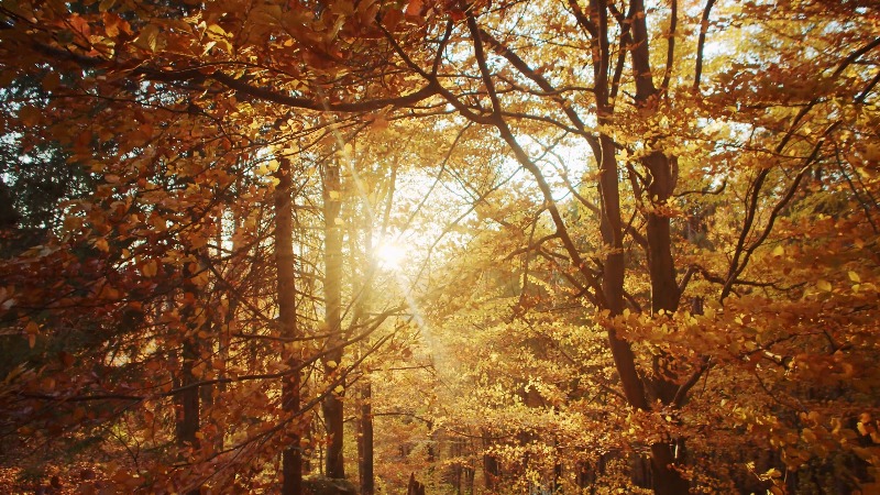 Lviv, Ukraine, Forest, Woods by Oleh Ibrahimov – Stock Footage | Artlist