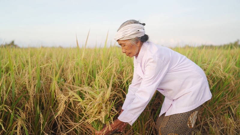 Bali, Farmer, Sickle, Paddy Field by Real People Stories – Stock ...
