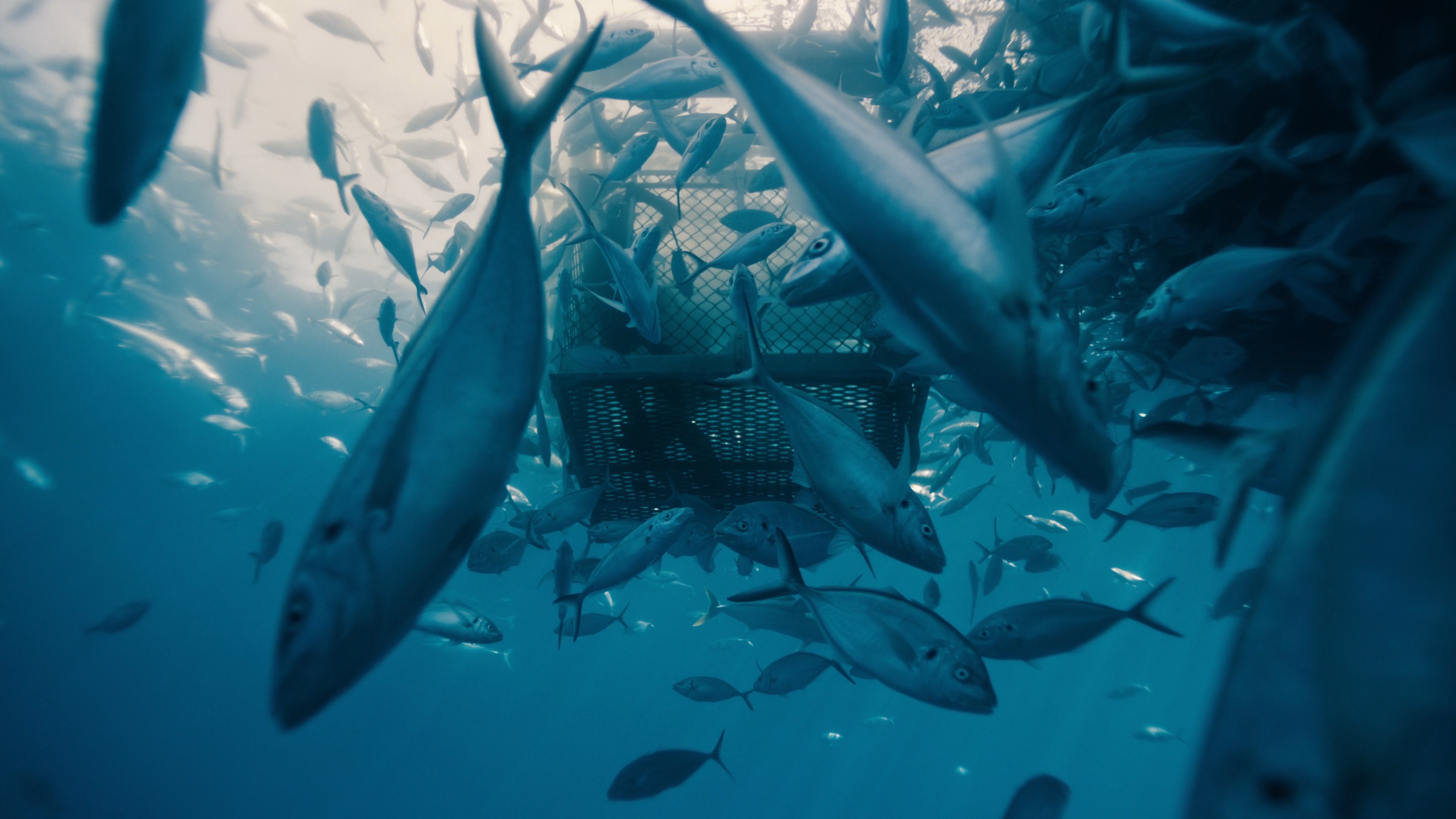Discover shark-cage, a story-driven footage | Artlist