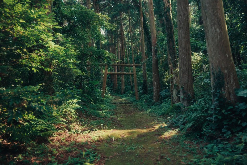 Torii Gate, Forest, Japan, Anime by Takashi Film – Stock Footage | Artlist