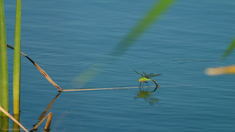 Anax Imperator, Insect, Wings, Water by Lukas Pich – Stock Footage ...