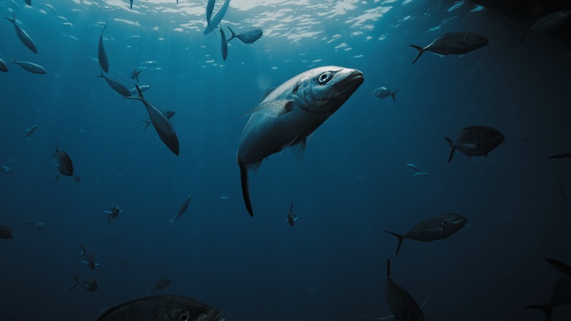 Australia, Clear Water, Fish, Ocean by Spencer Frost – Stock Footage ...