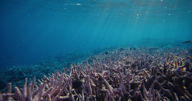 Tuvalu, Underwater, Fishes, Reef by Spencer Frost – Stock Footage | Artlist