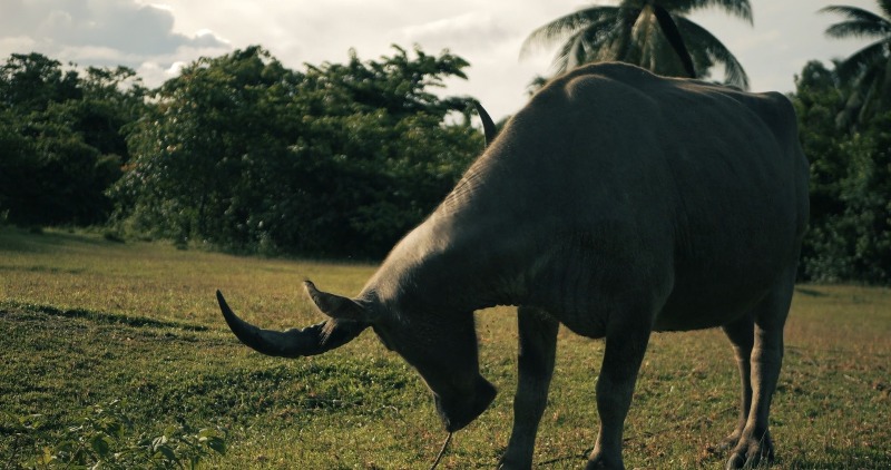 Bull, Palawan, Philippines, Wildlife by Gianmaria Palombo – Stock ...