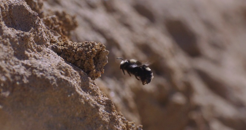 Underground Hive, Bee, Insect, Nest by Day's Edge Productions – Stock ...