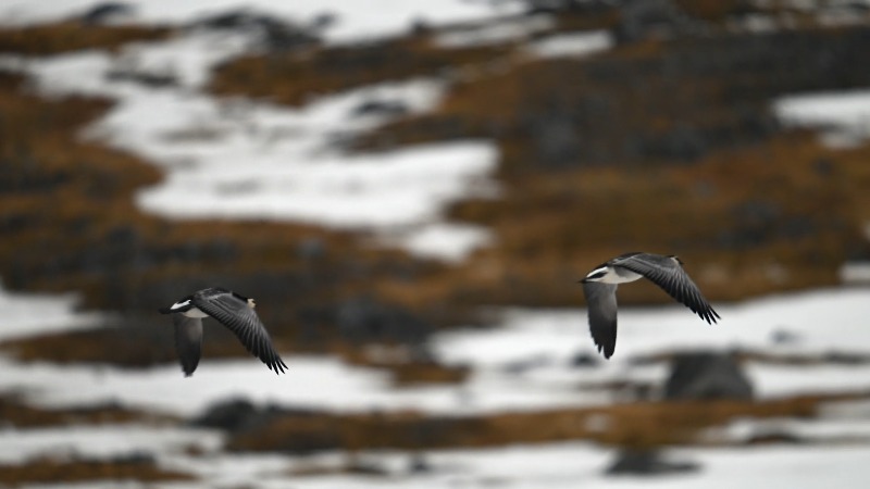 Arctic, North Pole, Snow, Flying by Wildlife and Nature Studios – Stock ...