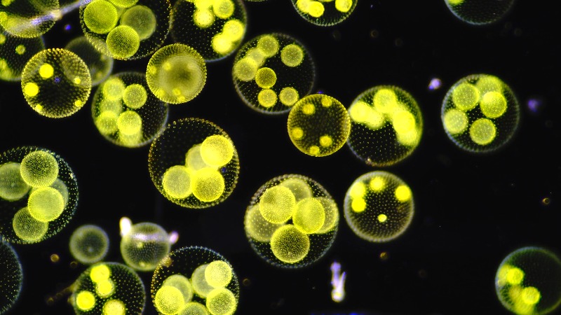 Colonial Organism, Microorganism, Microscopic, Globe Algae by Benedikt ...