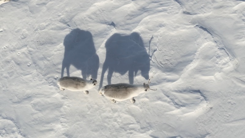 Peary, Caribou, Arctic, North Pole by Wildlife and Nature Studios ...