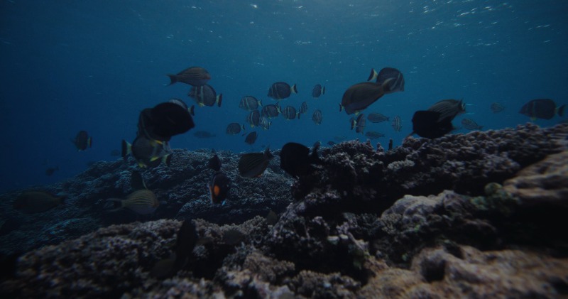 Tuvalu, Underwater, School Of Fish, Reef by Spencer Frost – Stock ...