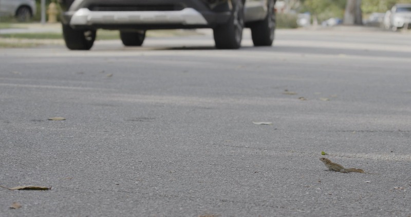 Trees, Asphalt, Road, Lizard by Day's Edge Productions – Stock Footage ...