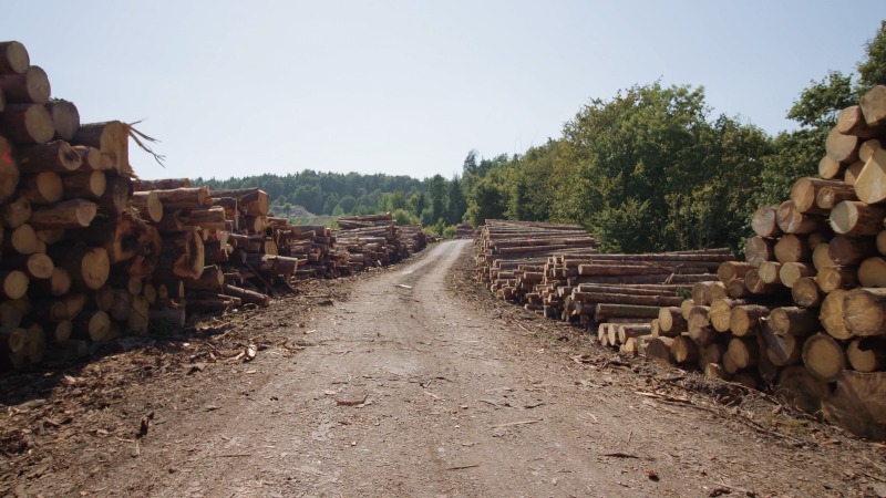 Countryside, Deforestation, Forest, Trunk by Ivan Kmeel – Stock Footage ...