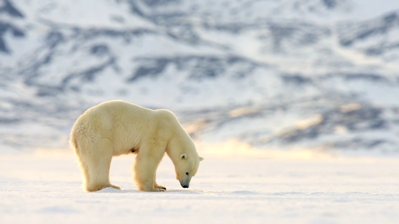 Polar Bear, Snow, Arctic, Hunting by Wildlife and Nature Studios ...