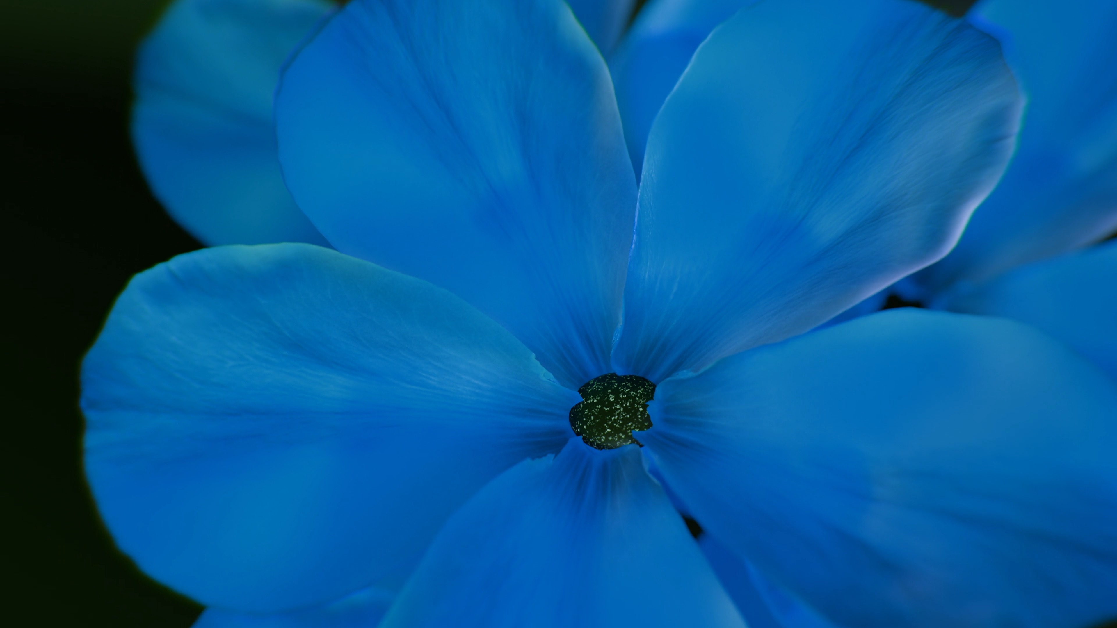 Discover animated-blooming, a story-driven footage | Artlist