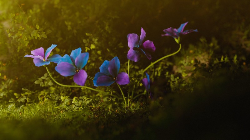Blooming, Animated, Nature, Cgi by Dimitrios Sakkas – Stock Footage ...