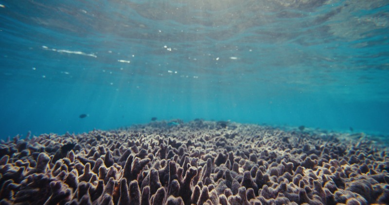 Tuvalu, Underwater, Reef, Fishes by Spencer Frost – Stock Footage | Artlist