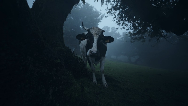 Cow, Fanal Forest, Dark, Creepy by Reinis Kaspars – Stock Footage | Artlist