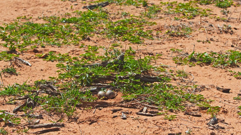Savanna, Africa, Safari, Ground by Stand Up for Nature – Stock Footage ...