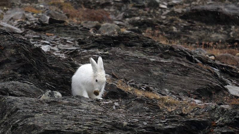 Hare, Greenland, Polar, Rabbit by Wildlife and Nature Studios – Stock ...