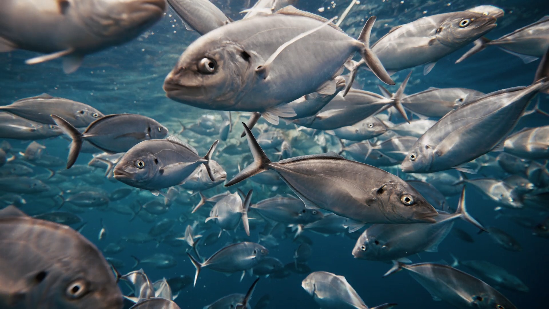 Discover school-of-fish, a story-driven footage | Artlist