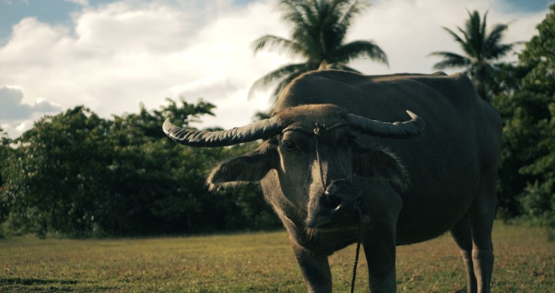 Bull, Palawan, Philippines, Wildlife by Gianmaria Palombo – Stock ...