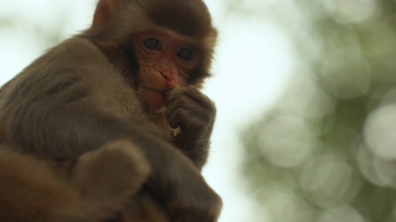 Wulingyuan District, Monkey, Jungle, China by Senssorial – Stock ...