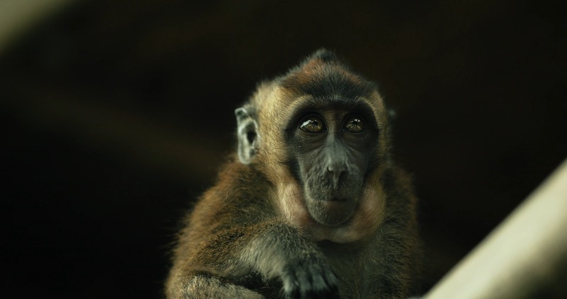 Monkey, Palawan, Philippines, Wildlife by Gianmaria Palombo – Stock ...