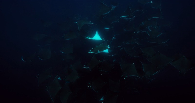 Fish, Swarming, Sea, Swarm by Alfredo Barroso – Stock Footage | Artlist