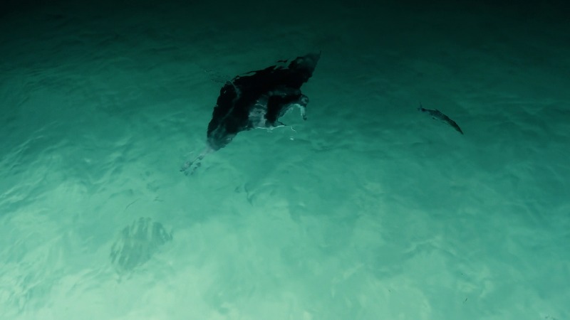 Underwater, Manta Ray, Maldives, Wildlife by Thomas Gellert – Stock ...