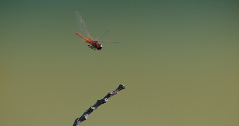 Branch, Hovering, Predatory, Insect by Senthil.m – Stock Footage | Artlist