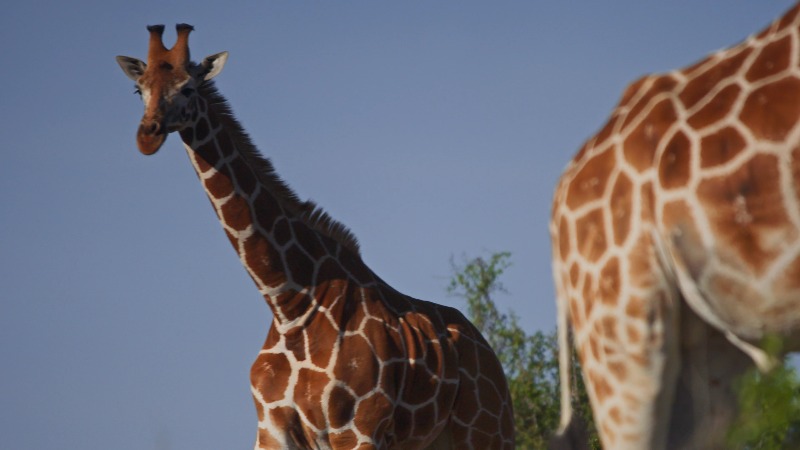 Savanna, Africa, Safari, Reticulated Giraffe by Stand Up for Nature ...