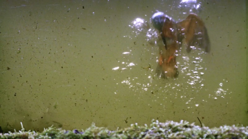 Underwater Camera, Pond, Kingfisher, Birdlife by Edwin Haighton – Stock ...