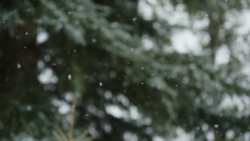 Tree, Branch, Bark, Leaves by Tanner Fowler – Stock Footage | Artlist