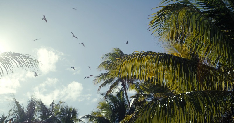 Birds, Tuvalu, Oceania, Tropical by Spencer Frost – Stock Footage | Artlist