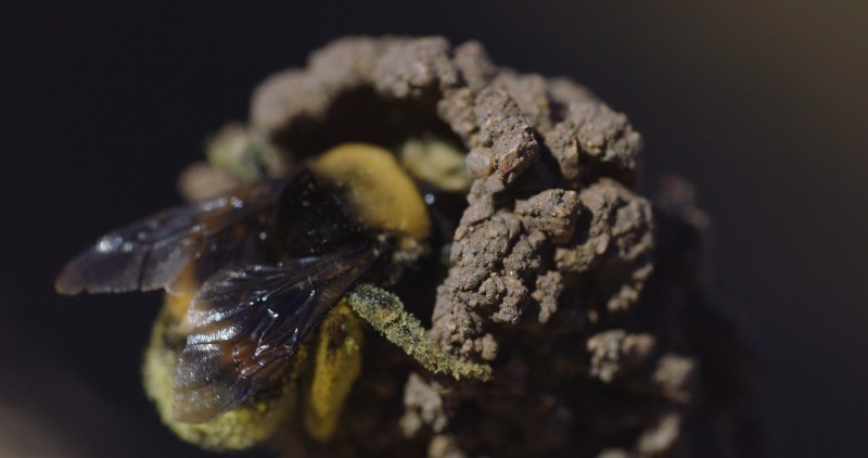 Insect, Underground Hive, Hive, Bees by Day's Edge Productions – Stock ...