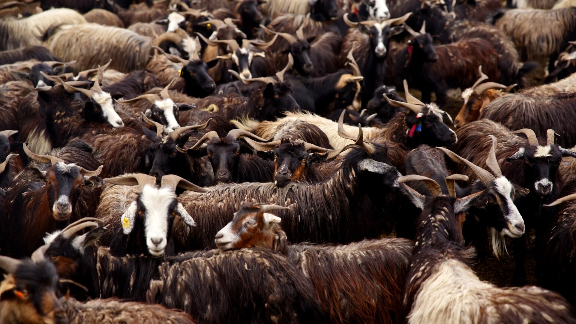 Discover mountain-goats-of-nepal, a story-driven footage | Artlist