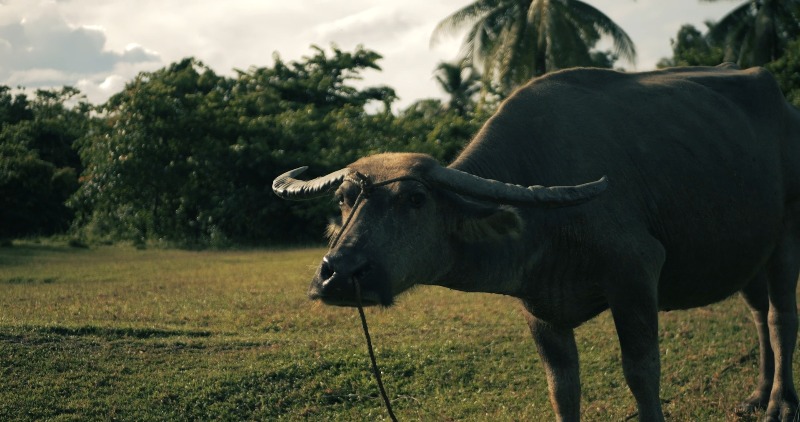 Bull, Palawan, Philippines, Wildlife by Gianmaria Palombo – Stock ...