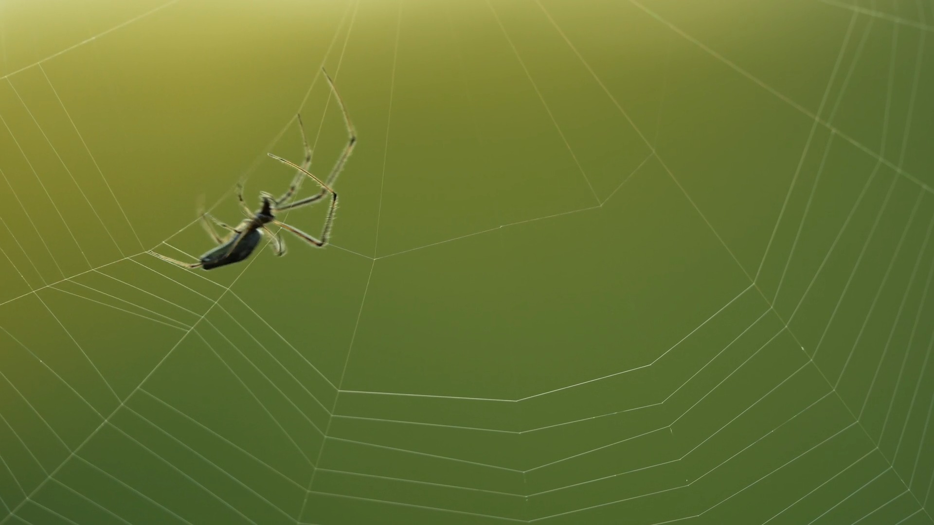 Discover spider-web, a story-driven footage | Artlist